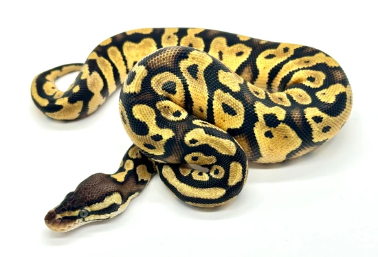 Pastel Yellow Belly 66% Het TSK 50% DG PH Clown/Crypton Ball Python by ...