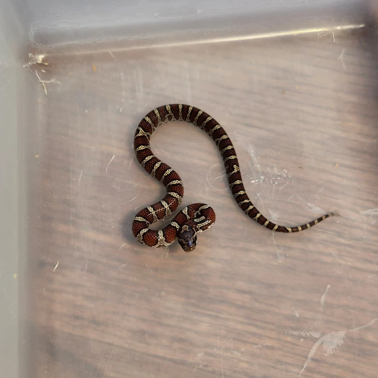 CB25 Male Wilkes Co, NC, Eastern Milksnake Eastern Milk Snake by Russ ...