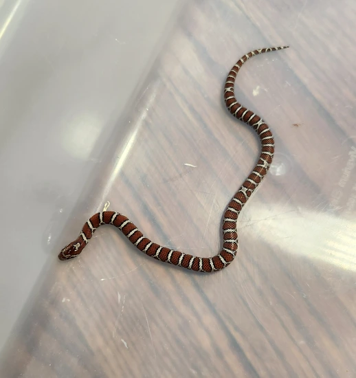 CB25 Wilkes Co, NC, Female Eastern Milk Snake by Russ’ Reptiles