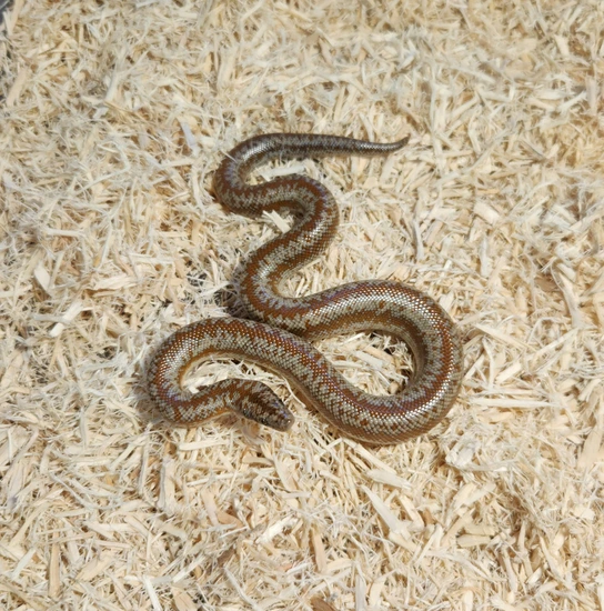 CB25 Santa Ana Mts (Trabuco Canyon) Female Rosy Boa by Russ’ Reptiles