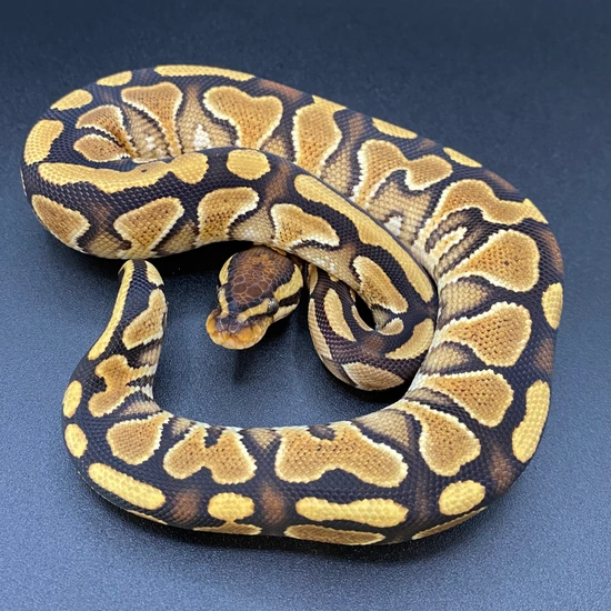 Arroyo Pos Yellow Belly 100% Het Clown Ball Python by Easy Day Morphs