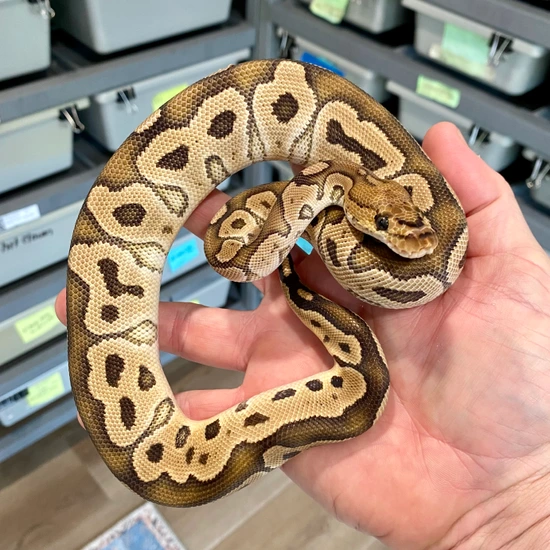 Clown “Dinker Ball Python by Easy Day Morphs