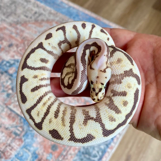 *read Description* Dg, Hypo, Powerball Pos Het Cryptic Ball Python by ...
