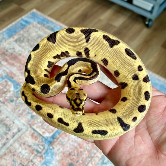 Spotnose, Leopard, Orange Dream, Het Desert Ghost, 66% Het Hypo, Pos ...