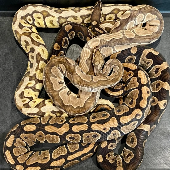 1.3 Chocolate, SN, Clown And Het Clown Group Ball Python by Easy Day Morphs