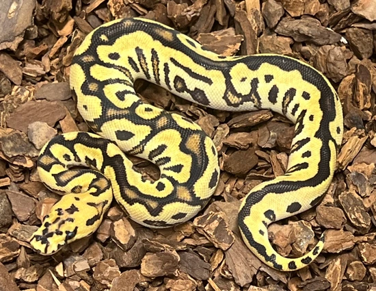 Fire Batman Ball Python by Rustys-balls