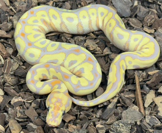 Banana Spotnose (Red Stripe) Clown Ball Python by Rustys-balls
