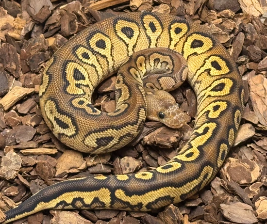 Black Pastel Red Stripe Clown Ball Python by Rustys-balls