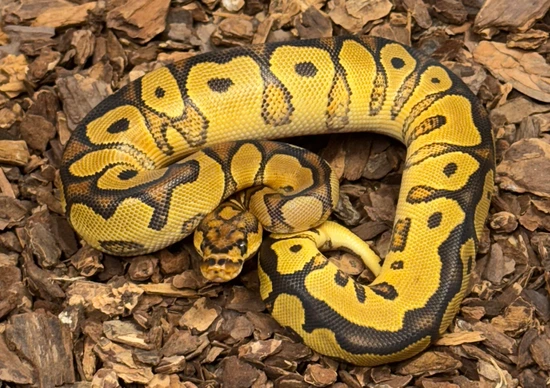 Yellow Belly Red Stripe Clown Ball Python by Rustys-balls