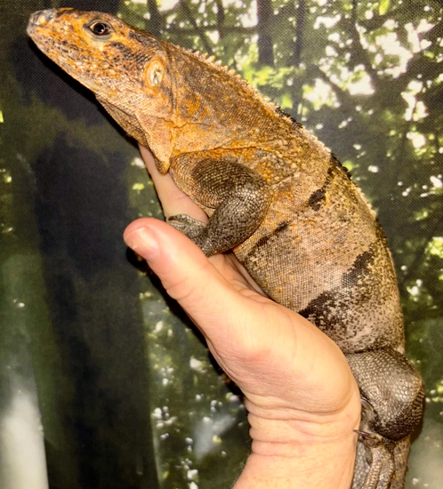 Stunning Female Pectinata Central American Iguana by Duwannaiguana