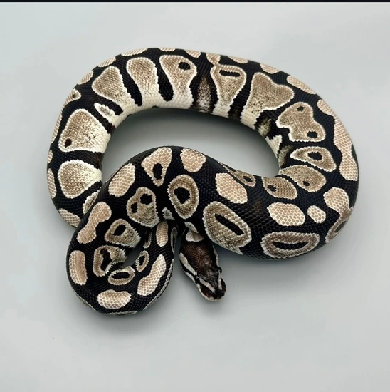 1.3 Axanthic DG Clown Project Ball Python by RTPythons