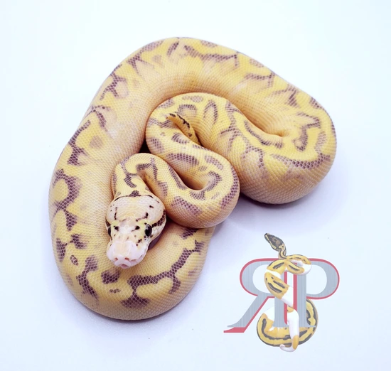 Bumblebee Highway Ball Python by RS Pythons