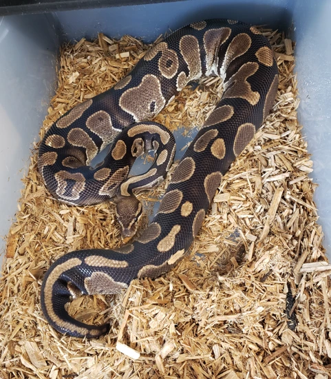 Dbl Het Albino Pied Ball Python by RS Pythons