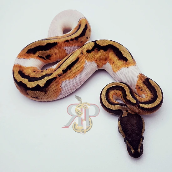 OD Pied 🍊 Ball Python by RS Pythons