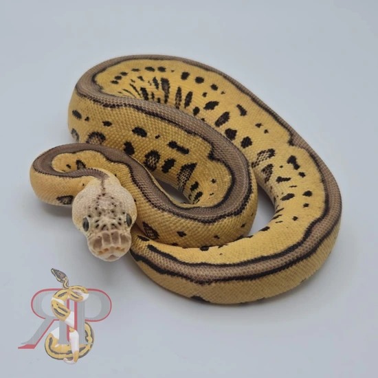 Super Pastel Leopard YB/Gravel Clown Ball Python by RS Pythons