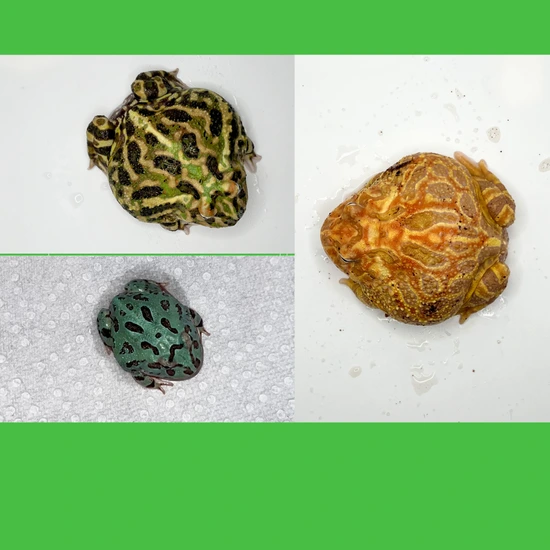 Package Deal- 2 Adults 1 Baby Pacman FREE SHIPPING Pacman Frog by ...