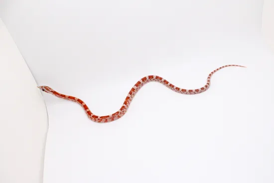 Lava Corn Snake by REP Colubrids
