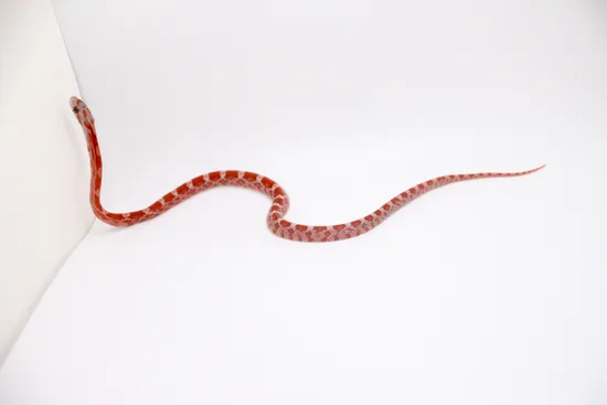 Lava Corn Snake by REP Colubrids