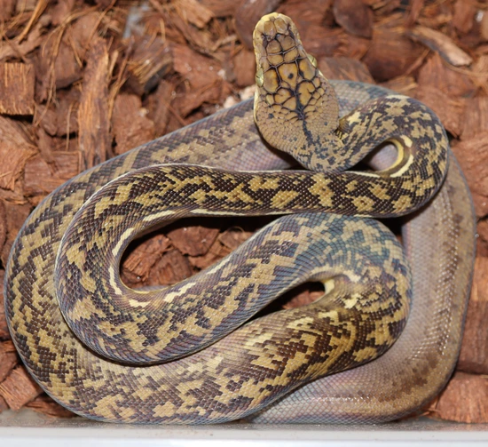 Timor Python by Molecular Reptile
