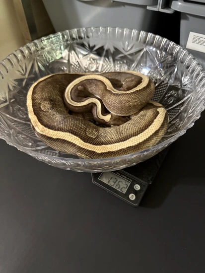 GHI Mojave Yellow Belly X-Treme Gene Ball Python by Central Florida ...
