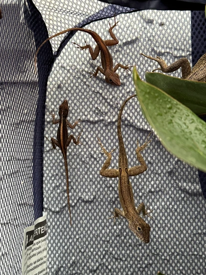 Crested Anole PAIR (A. Cristatellus) by Arlene’s Exotics