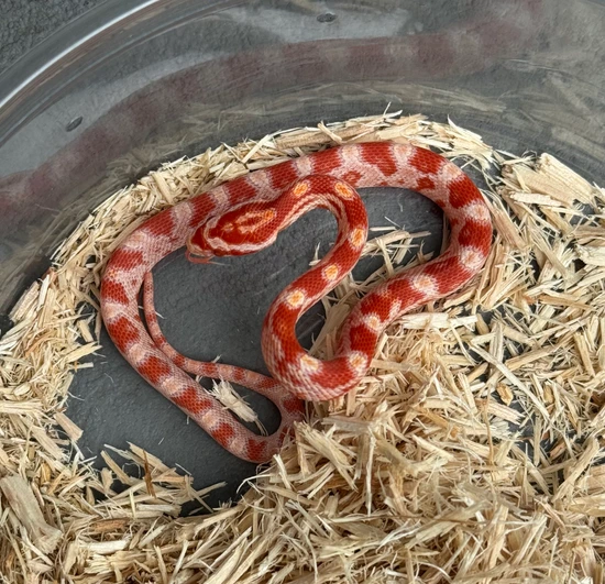 Amel Corn Snake by Arlene’s Exotics