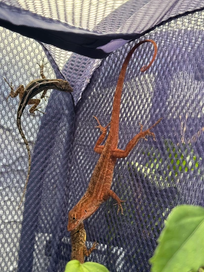 Red Brown Anole by Arlene’s Exotics