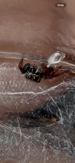 Regal Spiderlings For Sale Jumping Spider by S&D Spooky Spoodz