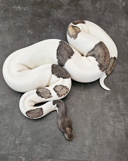 Super Black Head Hypo Mojave Piebald Ball Python by SA-Balls