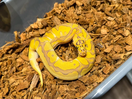 Bongo Enchi Butter Pastel Clown Ball Python by Sabri Regius Morphs