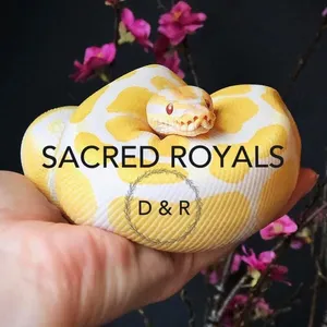 Sacred Royals - MorphMarket