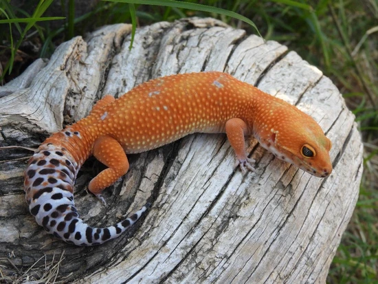 Purple Head Female Leopard Gecko by Ramsey