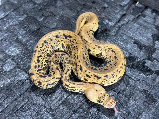 Acid Leopard Pastel Spotnose Clown Ball Python by Safari Pets