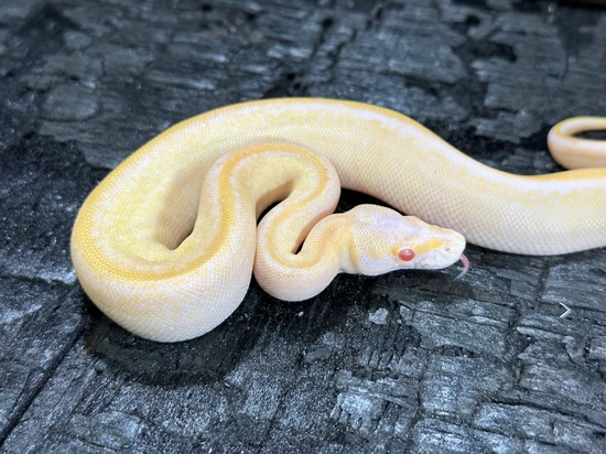 Suma Albino Ball Python by Safari Pets