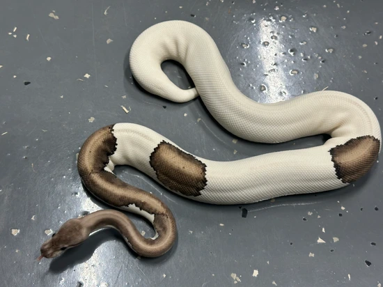 Grey Matter Ball Python by Safari Pets