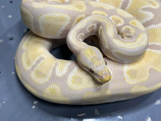 Candy Het Piebald Ball Python by Safari Pets