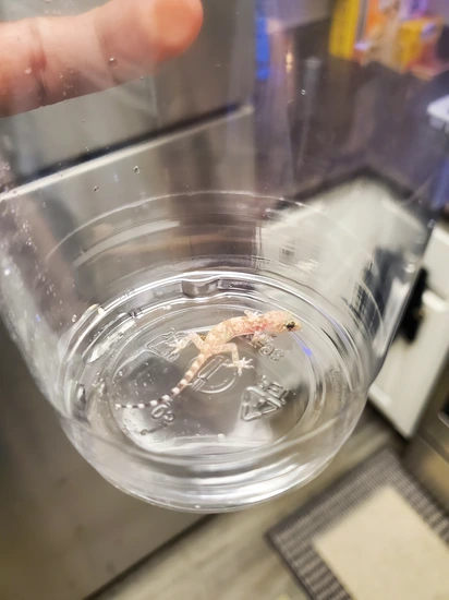 Baby Mediterranean House Gecko Unsexed More Gecko by Safari Sam the ...