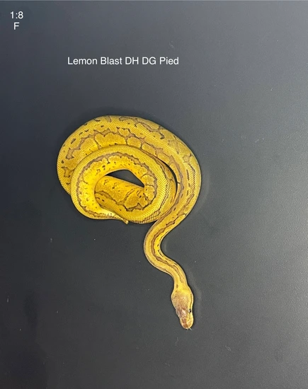 YB Lemon Blast Het Desert Ghost Het Piebald Ball Python by Saintly Morphs