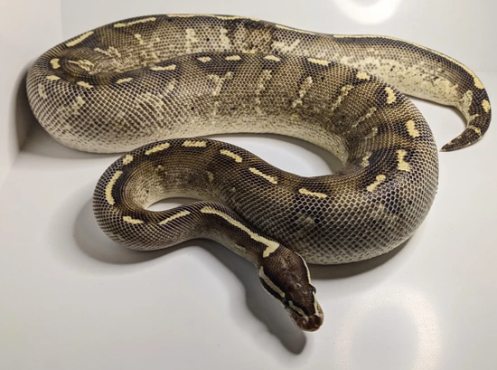Adult Freeway Female Ball Python by Saltarin Serpentines