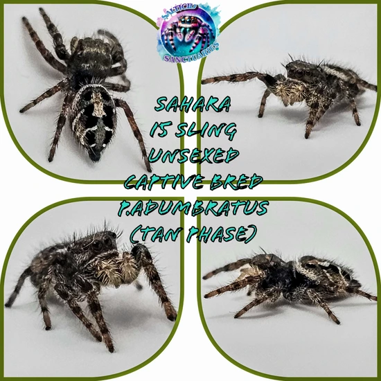 "Sahara" I5 Unsexed Adumbratus Sling Jumping Spider by Salticid Sanctuaries