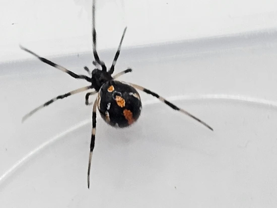 Southern Black Widow Female/Male Juveniles (Latrodectus Mactans) Other ...