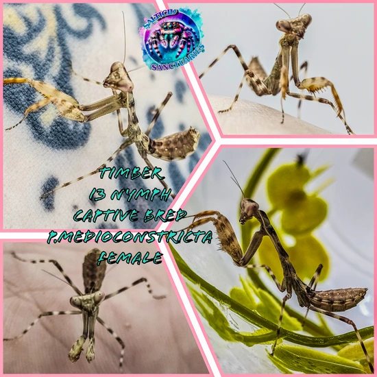 "Timber" I3 Female Double Shield Mantis CB by Salticid Sanctuaries
