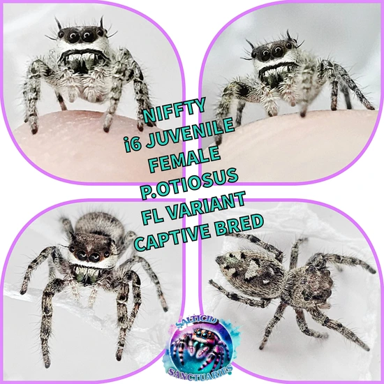 "Niffty" 🔥 I6 Female Otiosus (FL Variant) CB Jumping Spider by Salticid ...