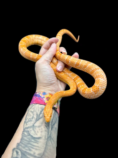 2021 Mandarin (VMS Produced) Corn Snake by The Quirky Soul
