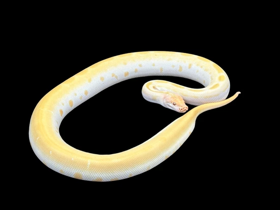 2022 Albino Green Burmese Python by The Quirky Soul