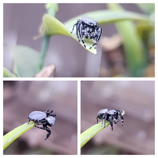 Phidippus Octopunctatus Jumping Spider by Sams fantastic spoods