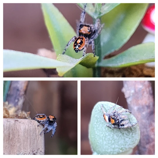 Phidippus Morpheus Jumping Spider by Sams fantastic spoods