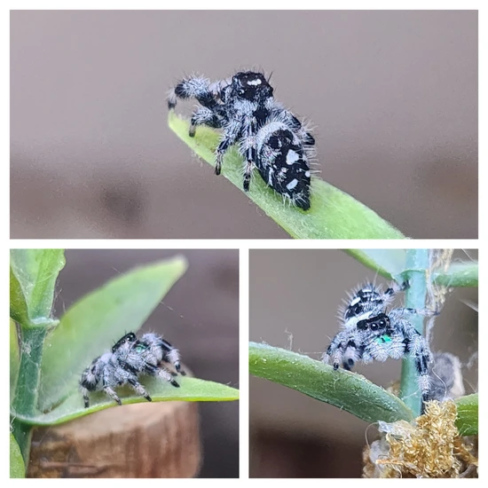 White Recessive Jumping Spider by Sams fantastic spoods