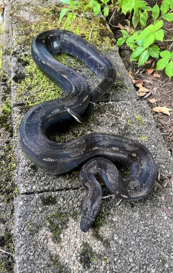 IMG Key West VPI Snow Boa Constrictor by Sam’s Superior Serpents