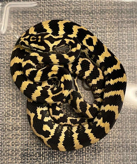 Awesome Yearling Jungle Female Jungle Carpet Python by Indijinus Designs